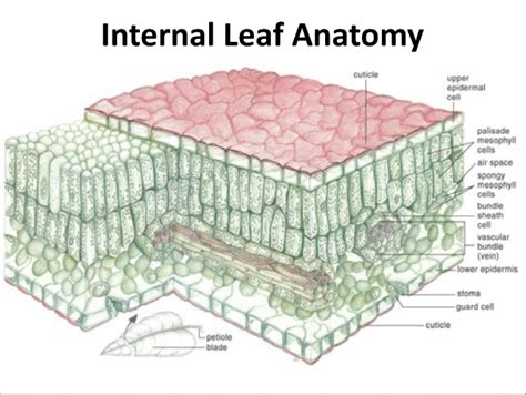 Botany Midterm 2 Diagram Quizlet