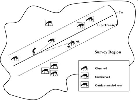 Concepts Estimating Abundance Of Prey Species Using Line Transect