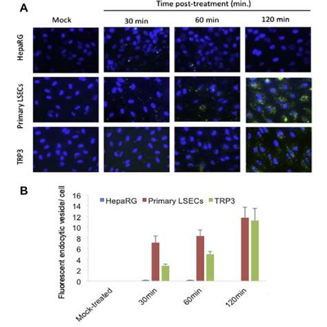 PDF An Immortalized Human Liver Endothelial Sinusoidal Cell Line For The Study Of The