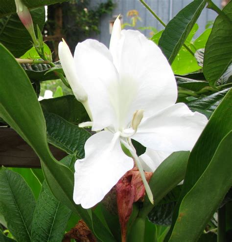The Herbarie Honeysuckle Ginger Lily And Tea Olive