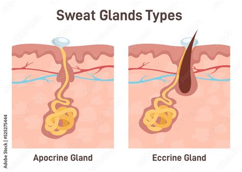 Sweat Glands Apocrine And Eccrine Gland Anatomy Cross Section Stock Vector Adobe Stock