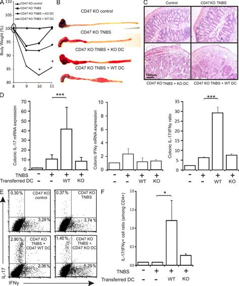 Cd47 Expression On Sirpα⁺cd103⁻ Dcs Promotes The Development Of Download Scientific Diagram