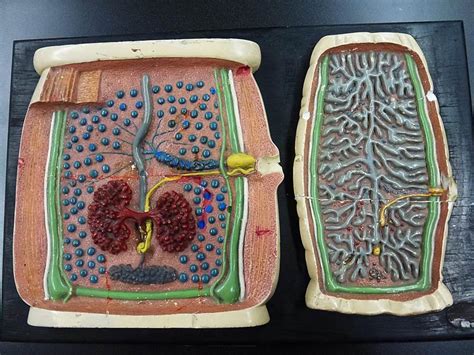 Tapeworm Proglottids