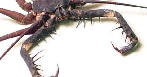 Ah Yesthe African Nopeous Spiderous Imgur