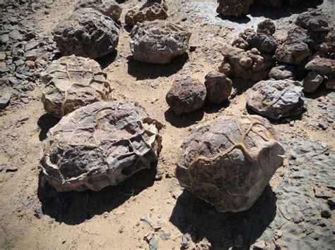 Turtle Fossil Fossil ID The Fossil Forum