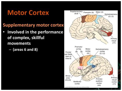 PPT Chapter 50 Disorders Of Motor Function PowerPoint Presentation Free Download ID 2158424