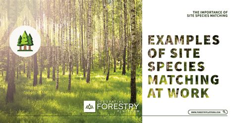 Examples Of Site Species Matching At Work Forestry Tanzania