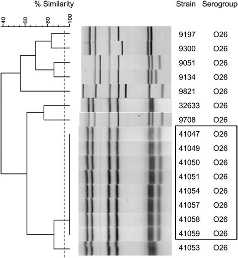 dendrogram of the mlva results for the e coli o26 strain the