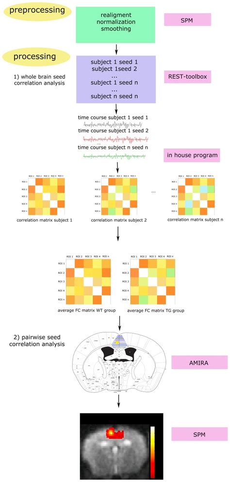 After The Pre Processing Steps All Rsfmri Data Were Analysed Using The Download Scientific