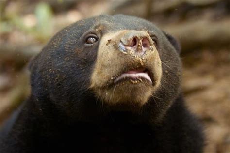 Malayan Sun Bear Cubs