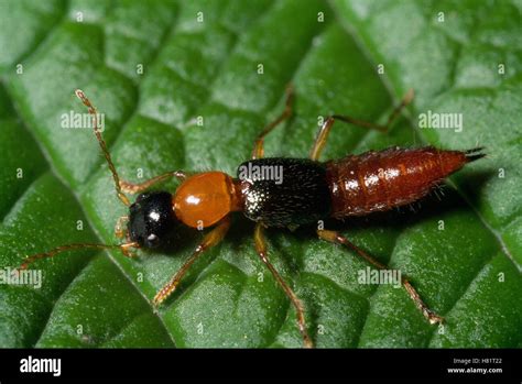 Rove Beetle Staphylinidae Showing Warning Coloration Extremely