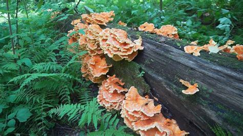 Chicken Of The Woods