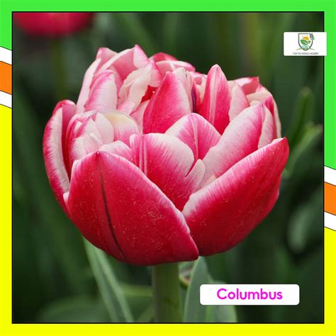 Hoa Tr Ng T T C Hoa Tulip Gi Ng F H Lan C Tulip Ng Y N V T T N Ng Nghi P Tbd