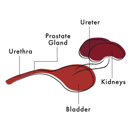 Bladder Health In Cats Medicus Veterinary Diets