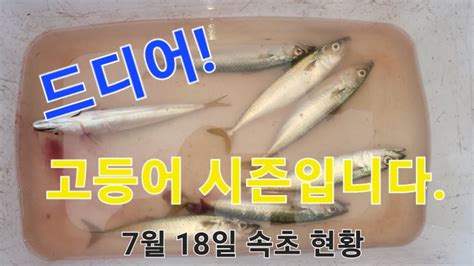 고등어 시즌이 왔습니다 Youtube