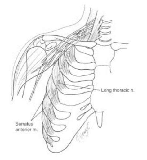 Long Thoracic Nerve Long Thoracic Nerve Entrapment Springerlink