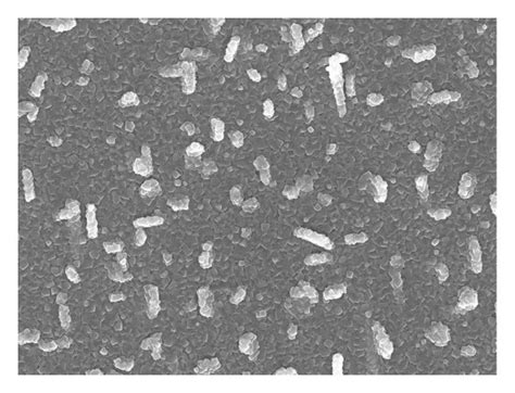 FE SEM Micrographs Of A Sample And B Sample Download Scientific Diagram