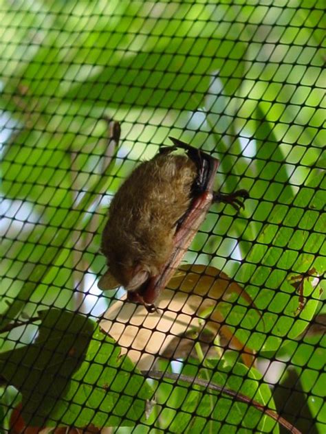 Tri Colored Bat Austin Bat Refuge