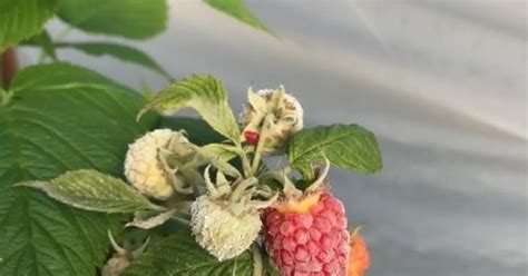 Powdery Mildew On Raspberry Fruit Uc Agriculture And Natural Resources Powdery Mildew On Raspberry Fruit Uc Agriculture And Natural Resources