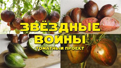 ПОТРЯСАЮЩИЕ СОРТА ТОМАТОВ ИЗ ПРОЕКТА "ЗВЁЗДНЫЕ ВОЙНЫ"! - YouTube