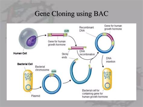 Artificial Chromosomes Yac And Bac Pptx