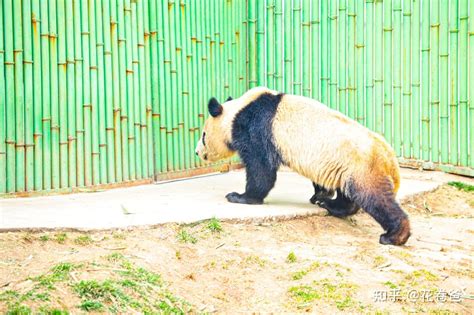 开着唐dm，熊猫谷里看熊猫 知乎