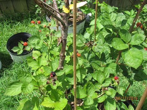 Why Poor Berry Settings In My Brambles General Fruit Growing Growing Fruit