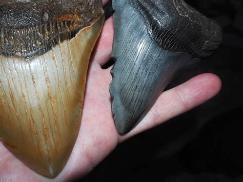 Megalodon Is It Real How To Recognize Fossil Fabrications The Fossil Forum