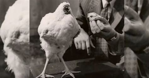 Headless Chicken Mike The Headless Chicken Who Was He And How Long