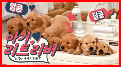 【아기강아지】 ♥골든 리트리버와 래브라도 리트리버 도그캐슬 Youtube