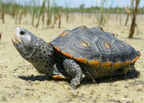 Malaclemys Terrapin Diamondback Terrapin Wildlife Of The American