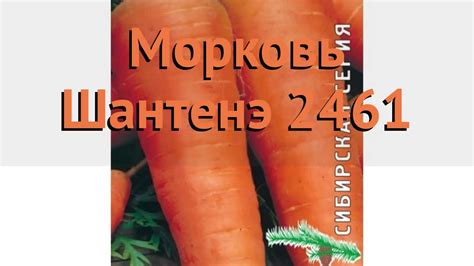 Морковь обыкновенный Шантенэ 2461 (shantene 2461) 🌿 обзор: как сажать ...