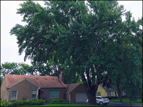 Tree Risk Assessment A Case Study