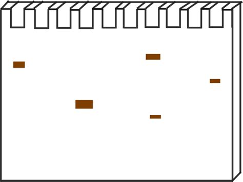 Western Blot Clip Art At Vector Clip Art Online Royalty