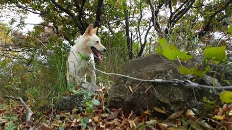 공장개 견생에도 볕들 날이 오다 L 1시간 40분 산행 후 점심을 먹으니 꿀맛이로다~ L 힘든 산행도 척척 갇혀 지내는 스트레스도 산에 가서 날려버리고 온 공장 진돗개의