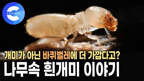 흰개미는 나무를 어떻게 소화시킬까 🔬 흰개미 뱃속을 현미경으로 들여다보니 놀라운 사실이 곤충 다큐 Youtube