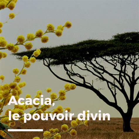Acacia Puissance Et Symbolique Dun Arbre Sacré Chroniques And Actualités