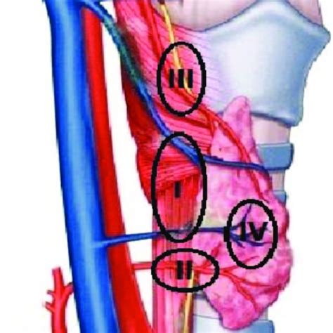 Pdf Anatomical Distribution And Number Of Parathyroid Glands And