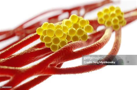 Closeup Of Staphylococcus Aureus Bacteria Inside The Human Body On A White Background High Res