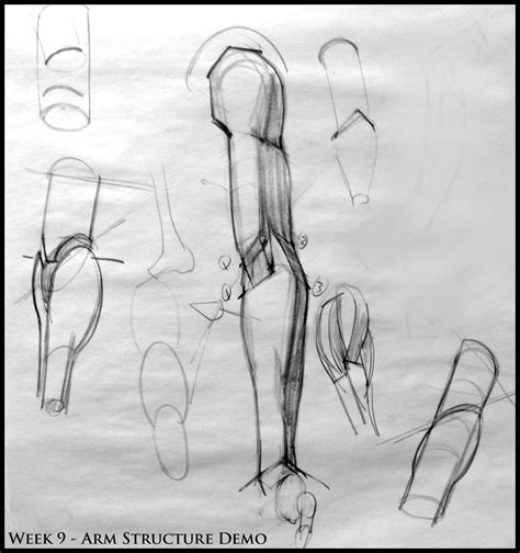 Analytical Figure Drawing SP Week Arm Structure Demo
