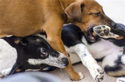 My Puppy Keeps Biting Me Aggressively - Dealing With An Aggressive Pup