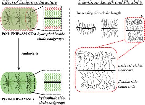 Schematic For The Solution Conformation Of Bottlebrush Polymers And The Download Scientific