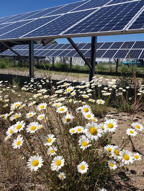 The Science Of Solar Pollinator Habitat Fact Sheet Agrisolar