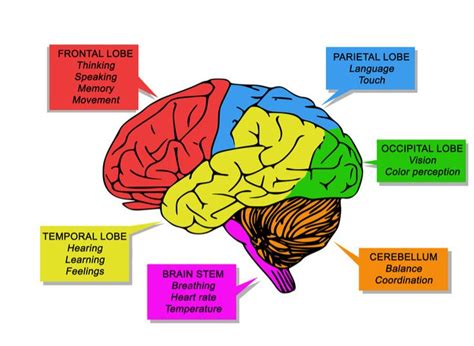 What Part Of The Brain Controls Thinking Heres How It Affects You