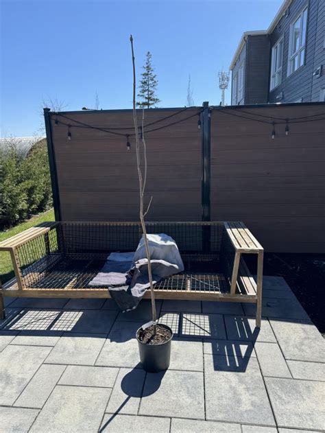 Best Advice To Keep My Juvenile Tree Alive In A Pot R Gardening