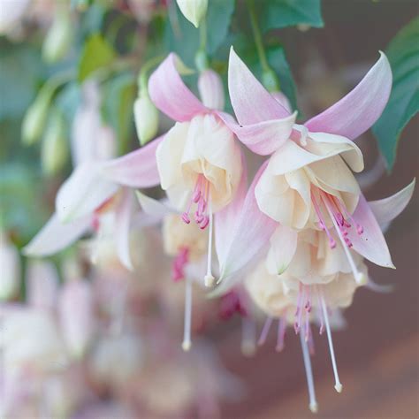 Fuchsia Annabel Agm Trailing J Parker Dutch Bulbs
