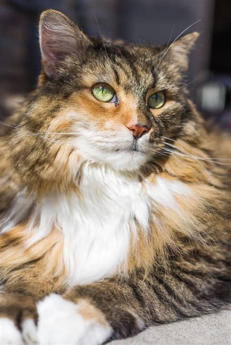 10 Fascinating Facts About Tortoiseshell Cats Tortoiseshell Cat