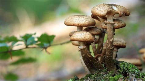 Mushrooms Have The Power To Eat Plastic Say Scientists Mushrooms Have The Power To Eat Plastic Say Scientists