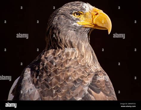 Majestic Stellers Sea Eagle Native To Northeastern Asia Is A