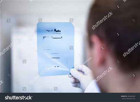 Scientist Checking His Result Western Blot Stock Photo 365668430 Shutterstock